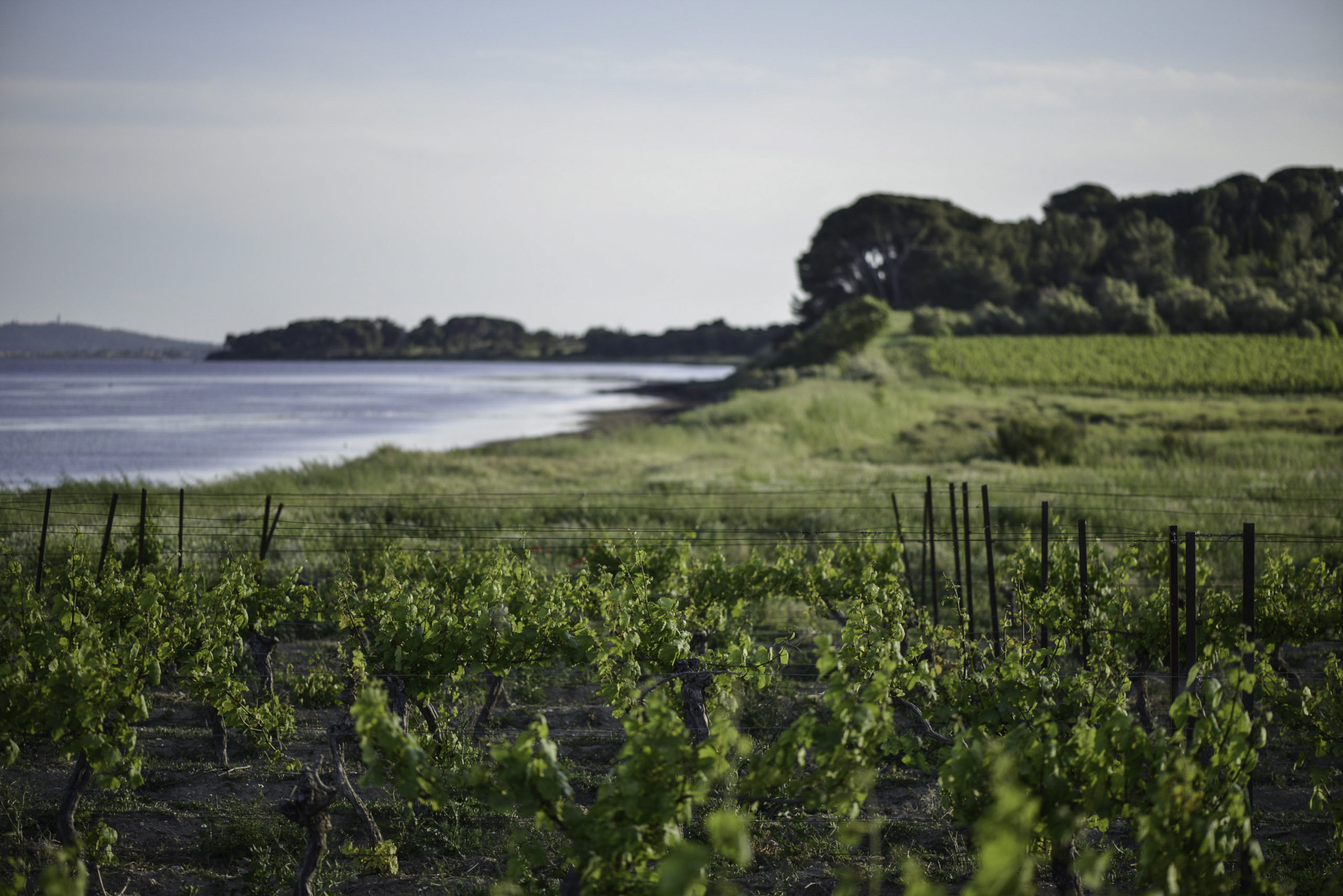 Picpoul de Pinet, histoire et terroir